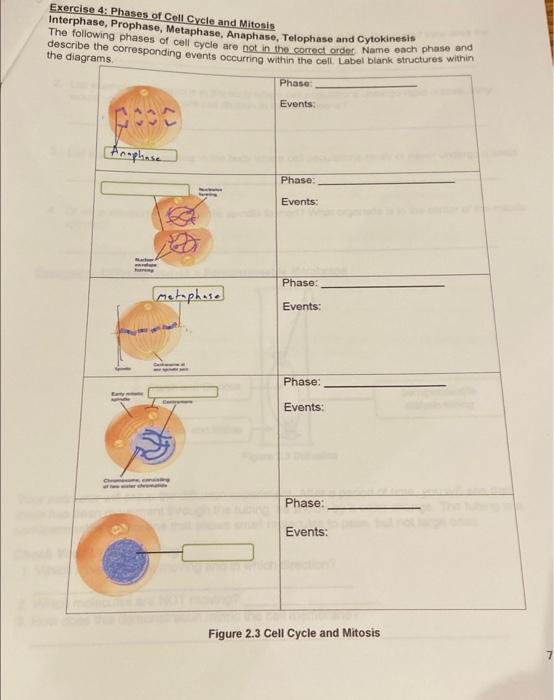 Solved Exercise 4: Phases of Cell Cycle and Mitosis | Chegg.com