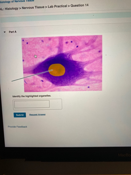 Solved Histology of Nervou AL: Histology > Nervous Tissue > | Chegg.com
