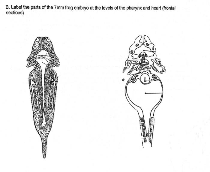 Solved B. Label the parts of the 7 mm frog embryo at the | Chegg.com