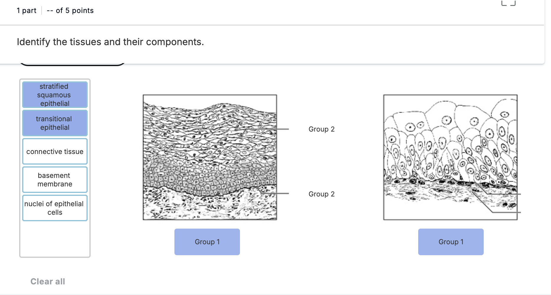 Solved Identify the tissues and their components.stratified | Chegg.com