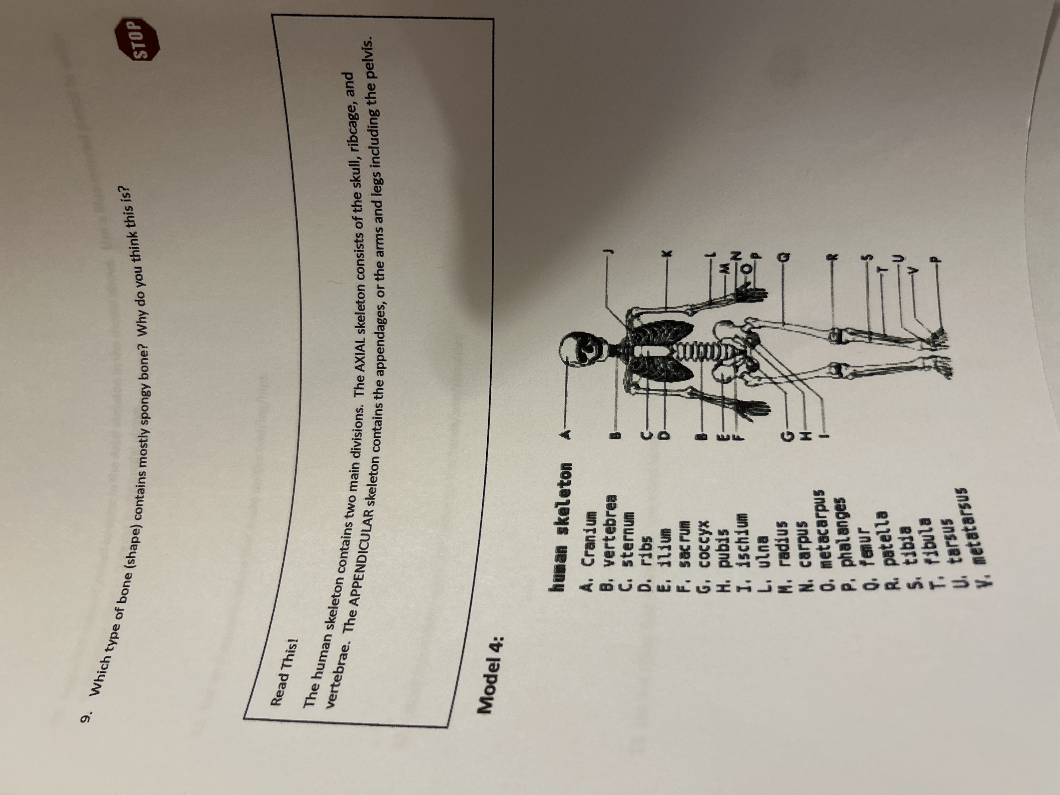 Solved Which type of bone (shape) ﻿contains mostly spongy | Chegg.com
