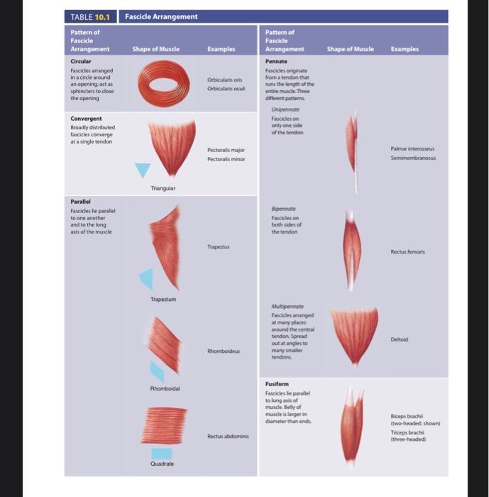 Solved Nomenclature Muscles are named according to several | Chegg.com