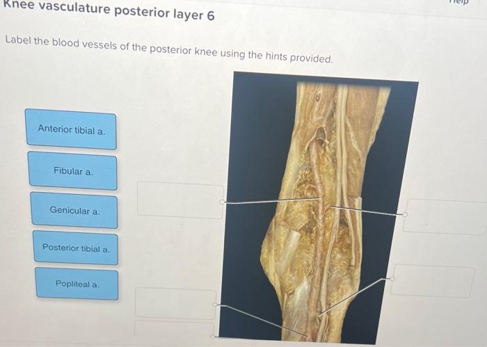 Solved knee vasculature posterior layer 6label the blood | Chegg.com