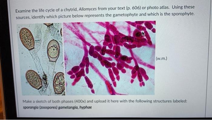 Solved Examine the life cycle of a chytrid, Allomyces from | Chegg.com