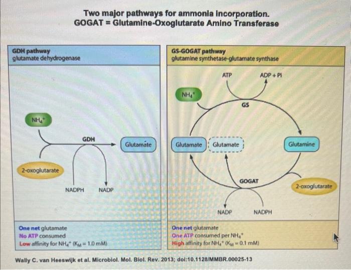 Solved The two major pathways for ammonia incorporation are | Chegg.com