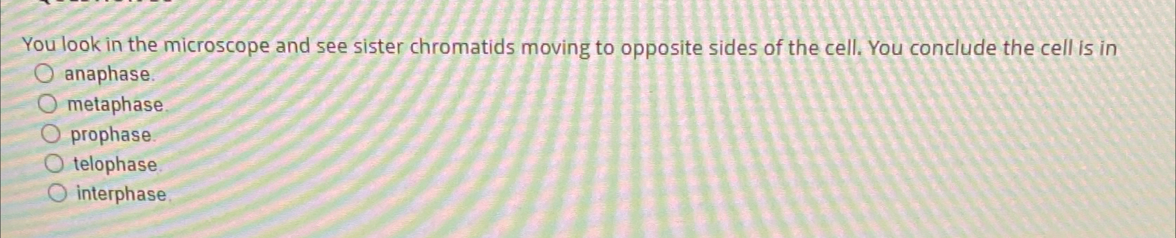 Solved You look in the microscope and see sister chromatids | Chegg.com