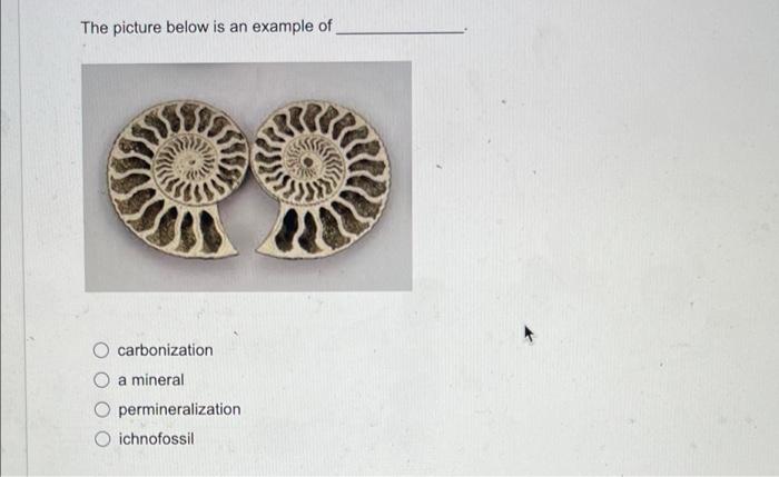 Solved The picture below is an example of carbonization a | Chegg.com