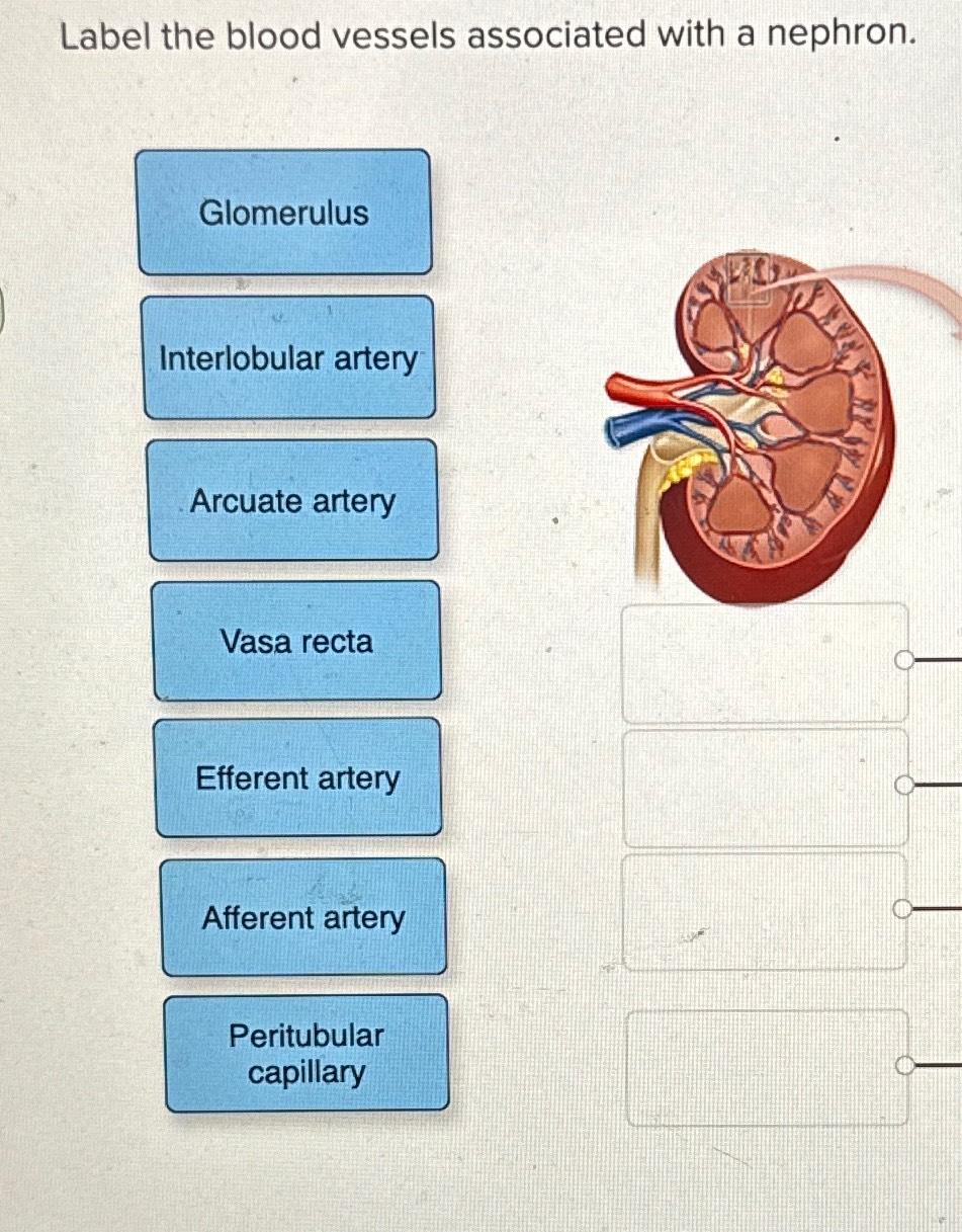 Solved Label the blood vessels associated with a nephron. | Chegg.com