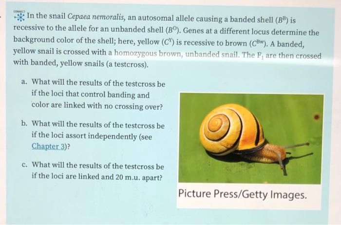 Solved \% In the snail Cepaea nemoralis, an autosomal allele | Chegg.com