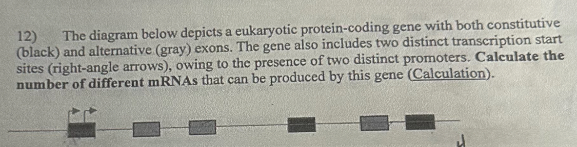 The diagram below depicts a eukaryotic protein-coding | Chegg.com