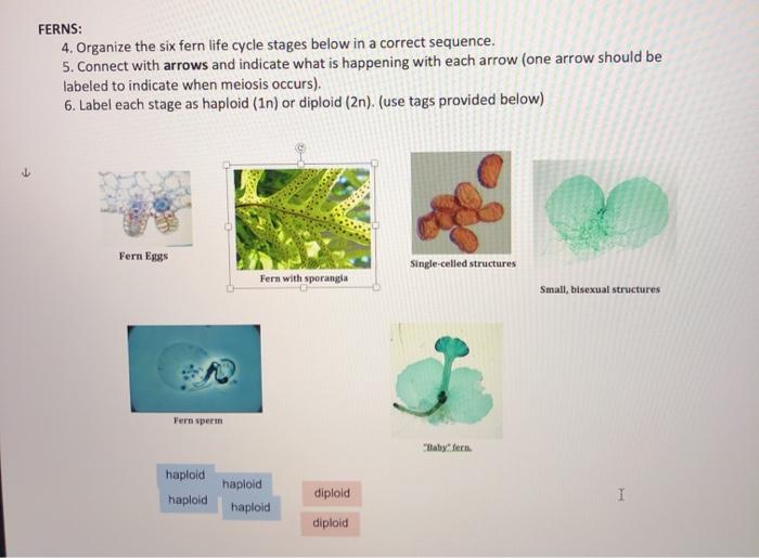 Solved FERNS: 4. Organize the six fern life cycle stages | Chegg.com