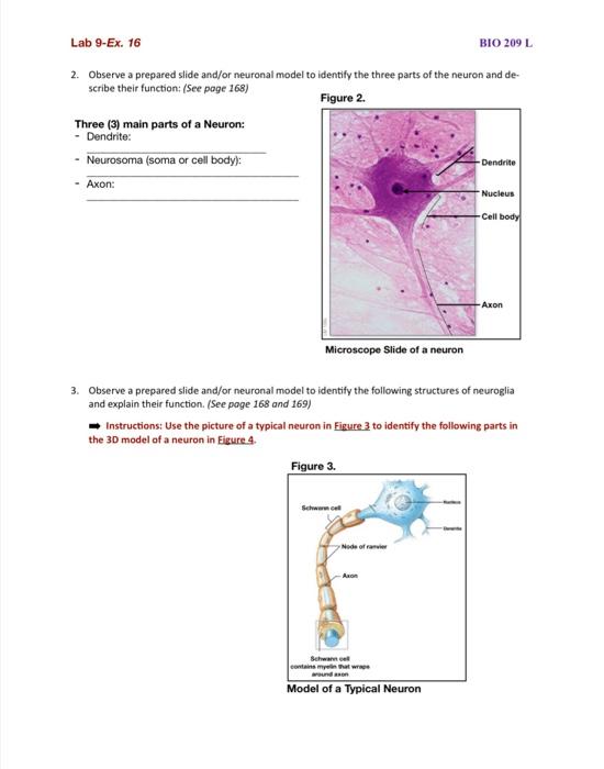 Lab 9-Ex. 16 BIO 209 L 2. Observe a prepared slide | Chegg.com