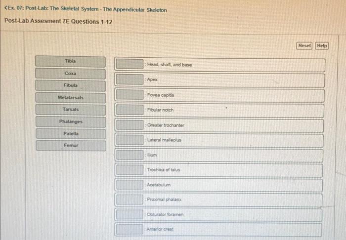 Solved 〈Ex. 07: Post Lab: The Skeletal System - The | Chegg.com
