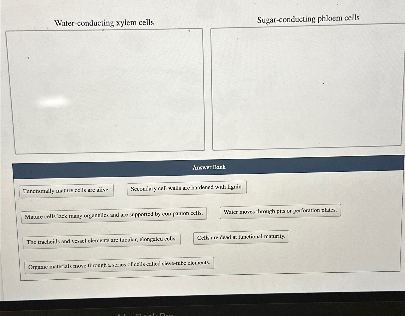 Solved Water-conducting xylem cellsSugar-conducting phloem | Chegg.com
