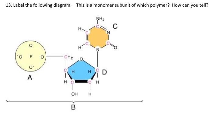 Solved 13. Label the following diagram. This is a monomer | Chegg.com