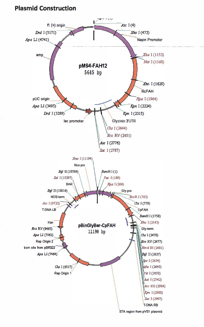 Solved Plasmid ConstructionGiven the above plasmid maps, | Chegg.com