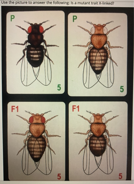 Solved Use the picture to answer the following: Is a mutant | Chegg.com