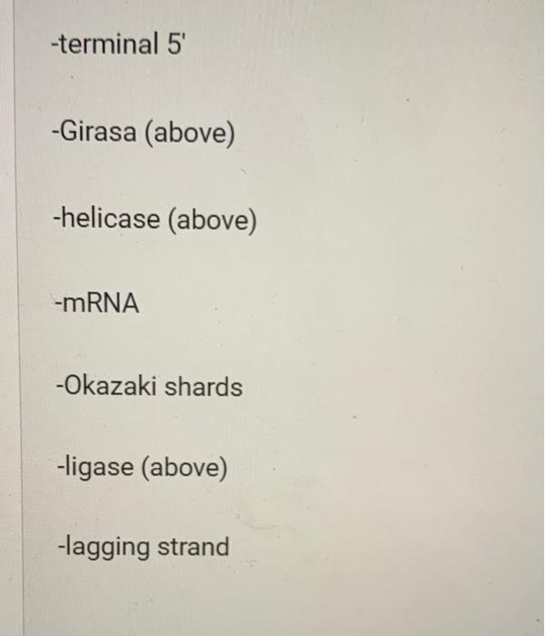 Solved -terminal 5' -Girasa (above) -helicase (above) | Chegg.com