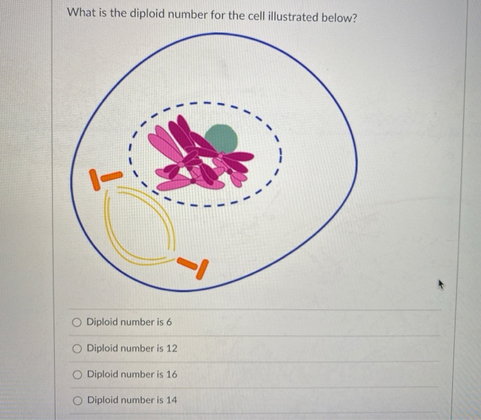 Solved What is the diploid number for the cell illustrated | Chegg.com
