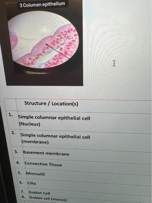 Solved 2 cuboidal epithelium Structure / Location(s) 1. | Chegg.com