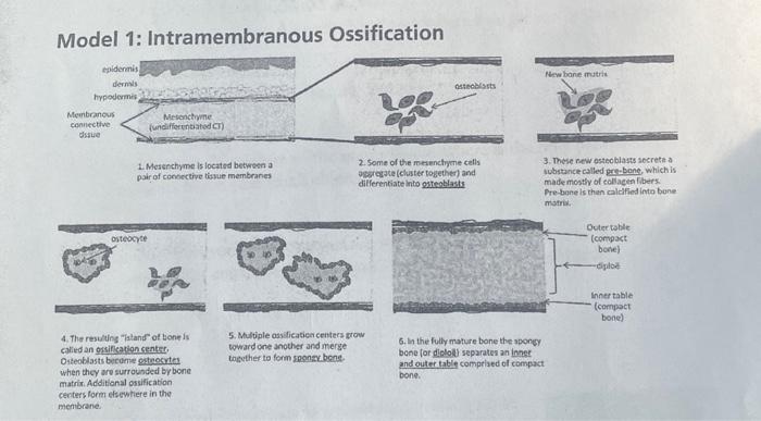 Solved Model 1: Intramembranous Ossification 1. | Chegg.com