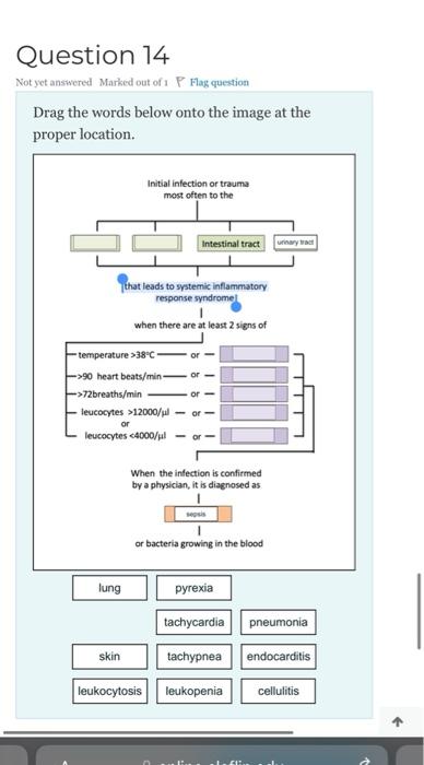 Solved Drag the words below onto the image at the | Chegg.com