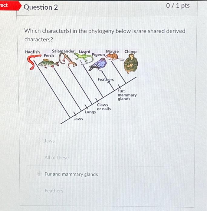 Solved Which character(s) in the phylogeny below is/are | Chegg.com