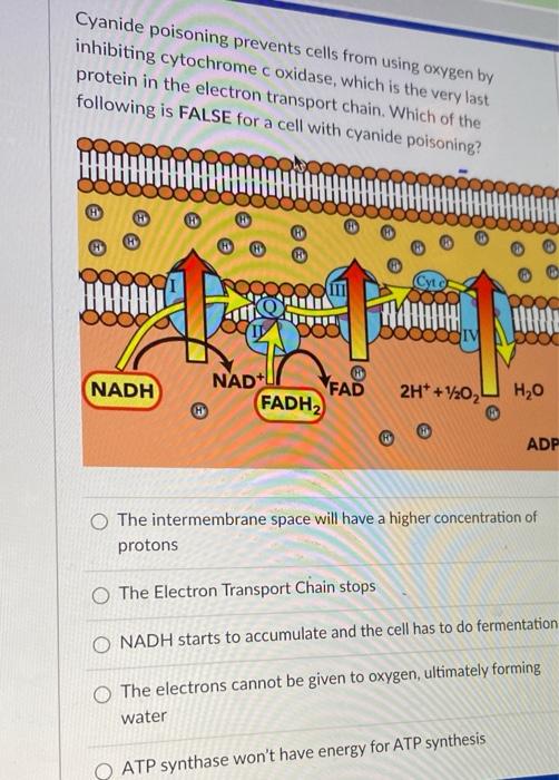 Solved Cyanide poisoning prevents cells from using oxygen by | Chegg.com