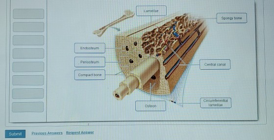 Lamellae Spongy bone Endosteum Periosteum Cential | Chegg.com