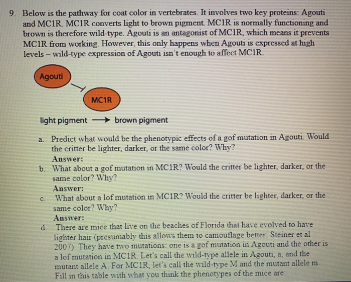 Solved 9. Below is the pathway for coat color in | Chegg.com