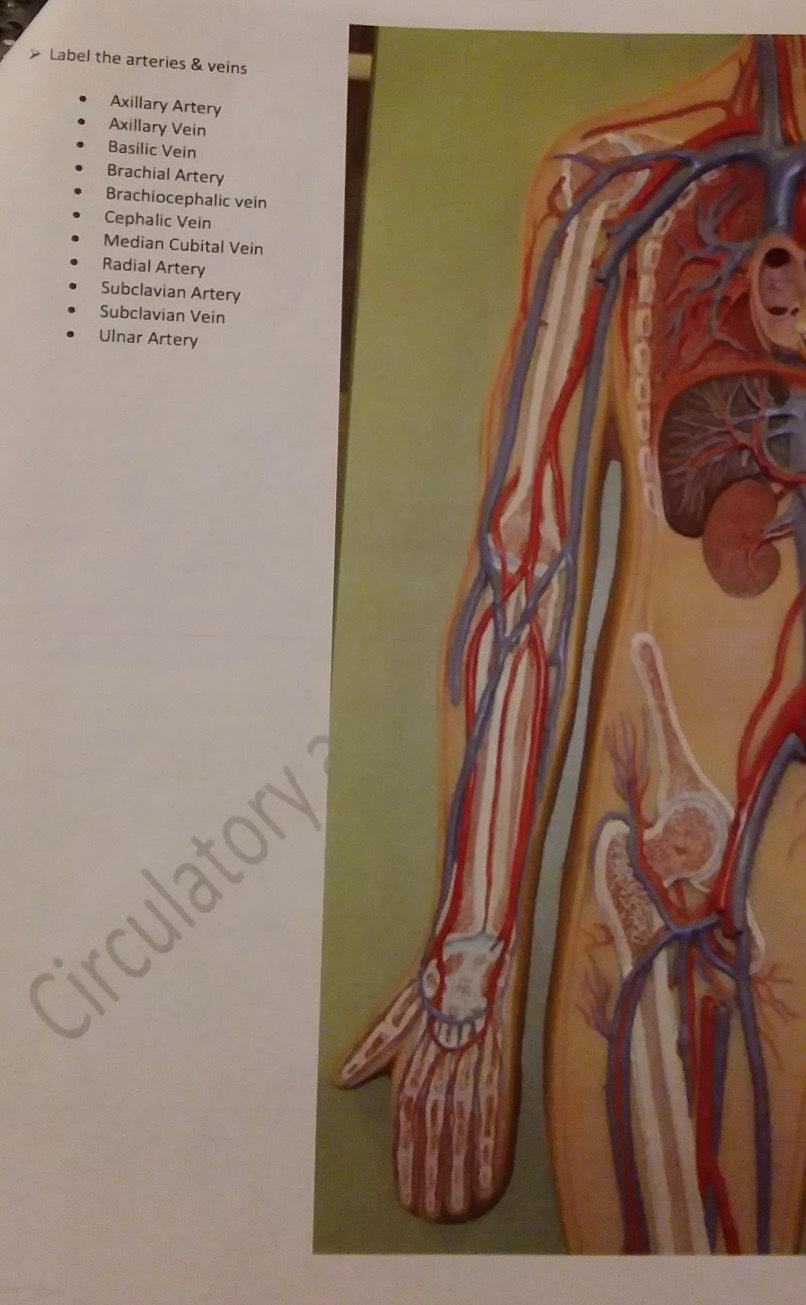 Solved Label the arteries & veins | Chegg.com