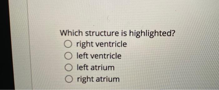 Solved Which structure is highlighted? O right ventricle O | Chegg.com