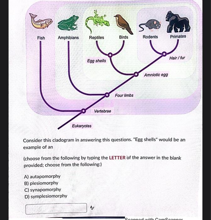 Solved Consider this cladogram in answering this questions. | Chegg.com