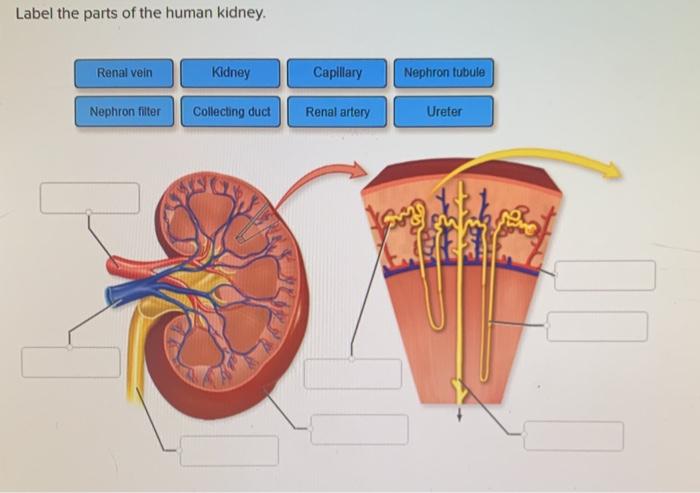 Solved Label the parts of the human kidney. Renal vein | Chegg.com