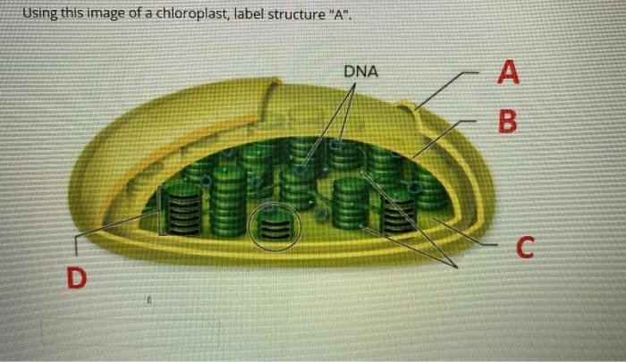 Solved Using this image of a chloroplast, label structure | Chegg.com