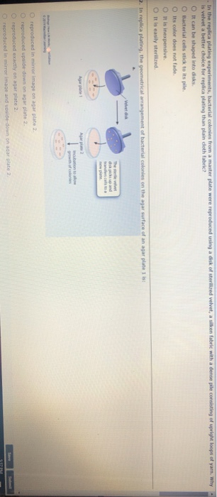 Solved In the replica plating experiments, bacterial | Chegg.com