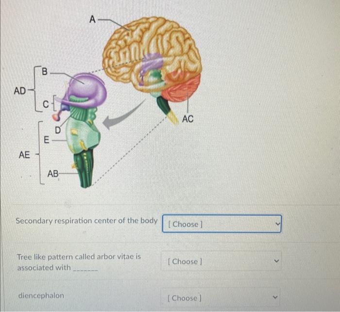 Solved Secondary respiration center of the body Tree like | Chegg.com