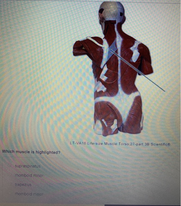 Solved 16 Life-size Muscle Torso, 27-part 3B Scientific | Chegg.com