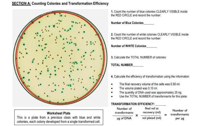 SECTION A: Counting Colonies and Transformation | Chegg.com