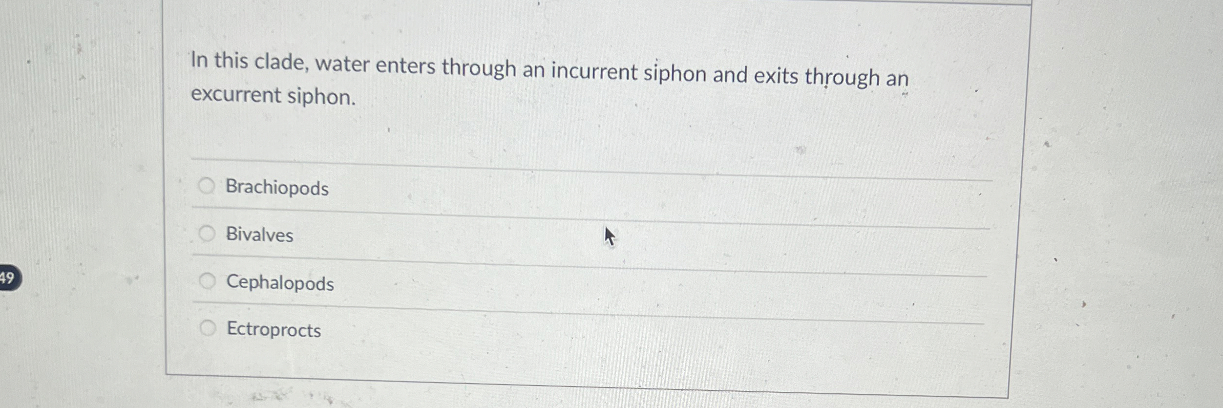 Solved In this clade, water enters through an incurrent | Chegg.com