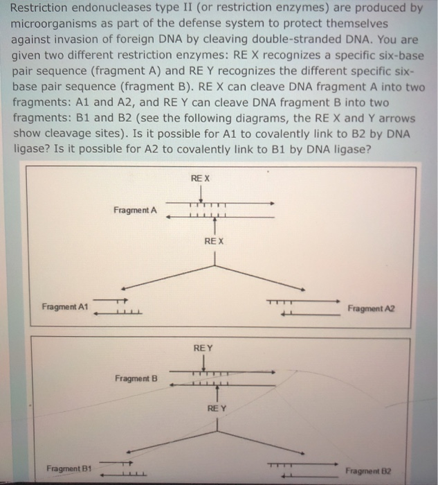 Solved Restriction endonucleases type II (or restriction | Chegg.com