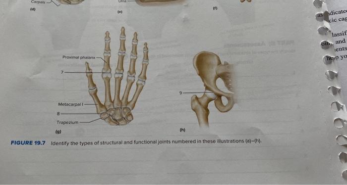 Solved PART B: Assessments Identify the types of structural | Chegg.com
