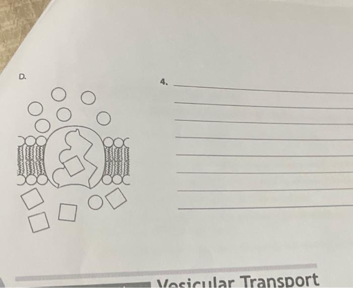 Solved Drawing Conclusions: Sodium-Potassium Pump Identify | Chegg.com