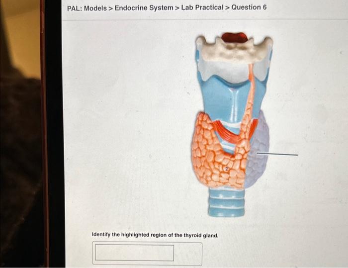PAL: Models > Endocrine System > Lab Practical > | Chegg.com