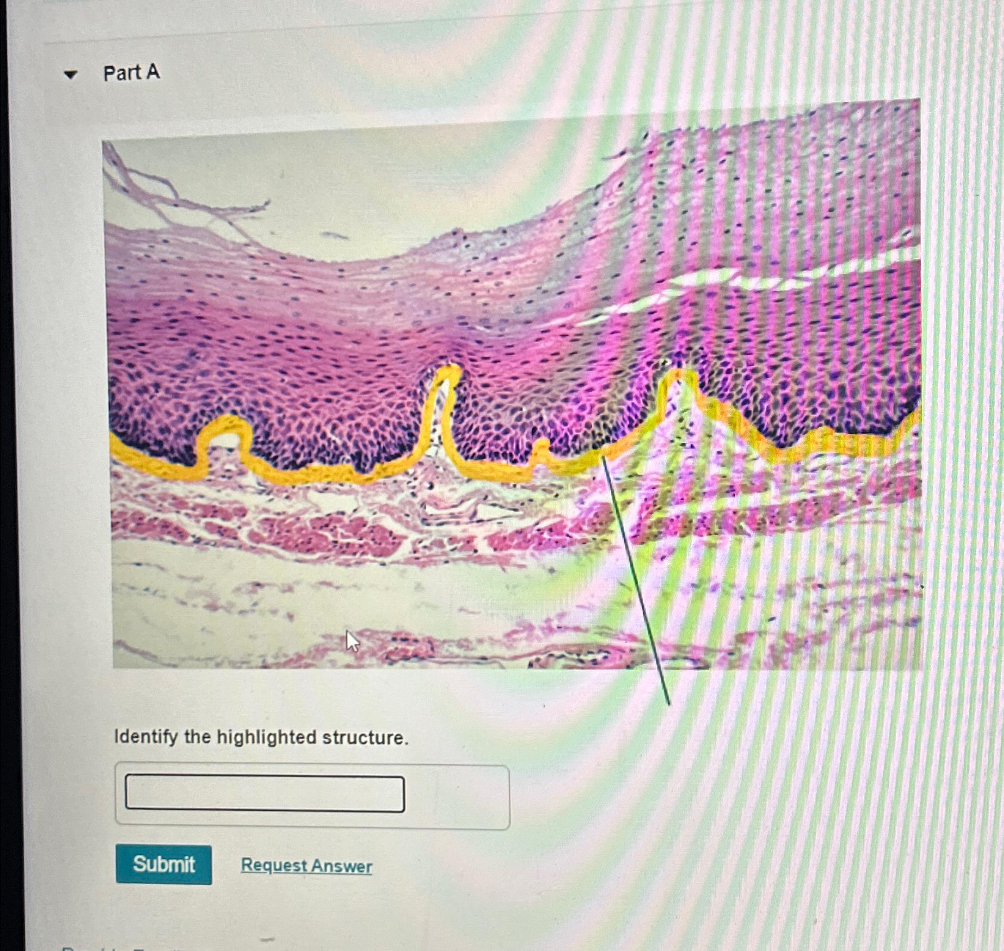 Solved Part AIdentify the highlighted structure.Request | Chegg.com
