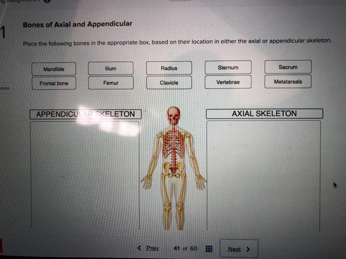 Solved Bones of Axial and Appendicular 1 Place the following | Chegg.com
