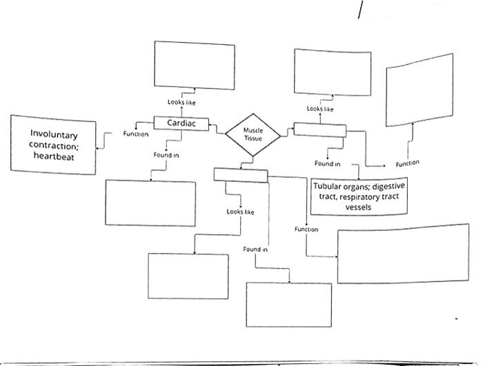 Solved Muscle Tissue Concept Map | Chegg.com