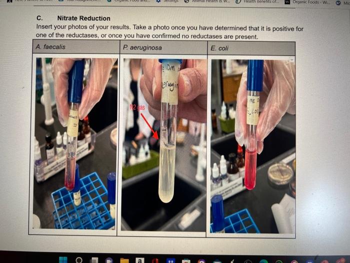 Solved C. Nitrate Reduction Materials: Nitrate reagents (A | Chegg.com
