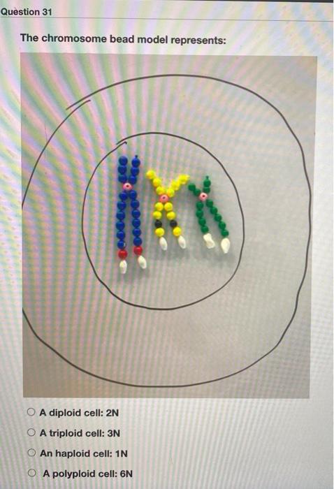 Solved Question 31 The chromosome bead model represents: O A | Chegg.com