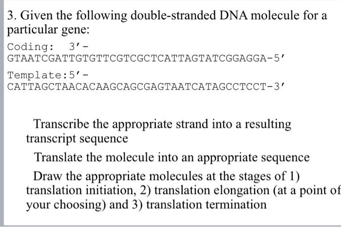 Solved 3. Given the following double-stranded DNA molecule | Chegg.com